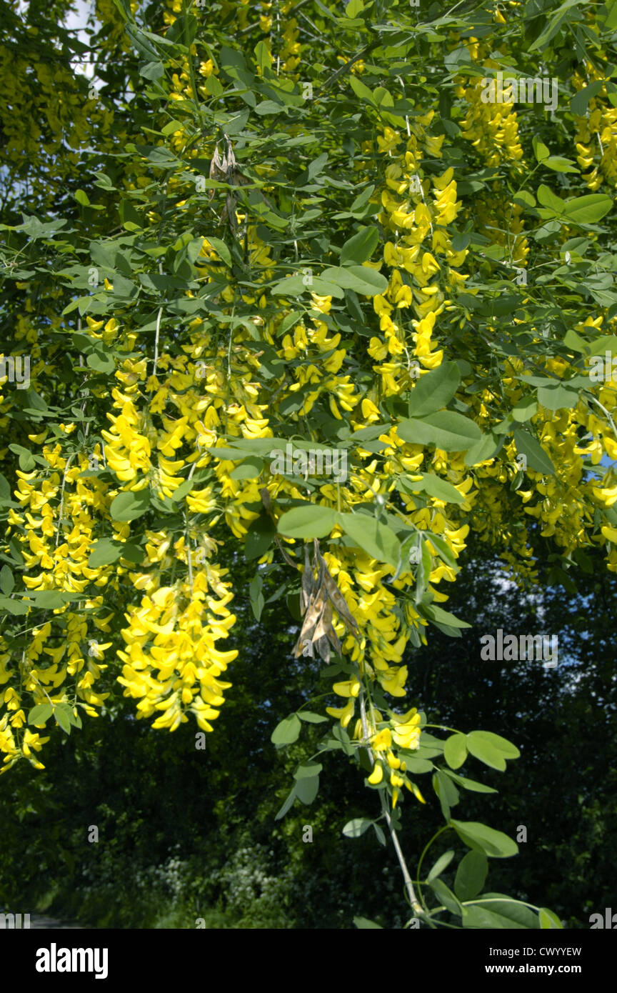 Voss laburnum hi-res stock photography and images - Alamy