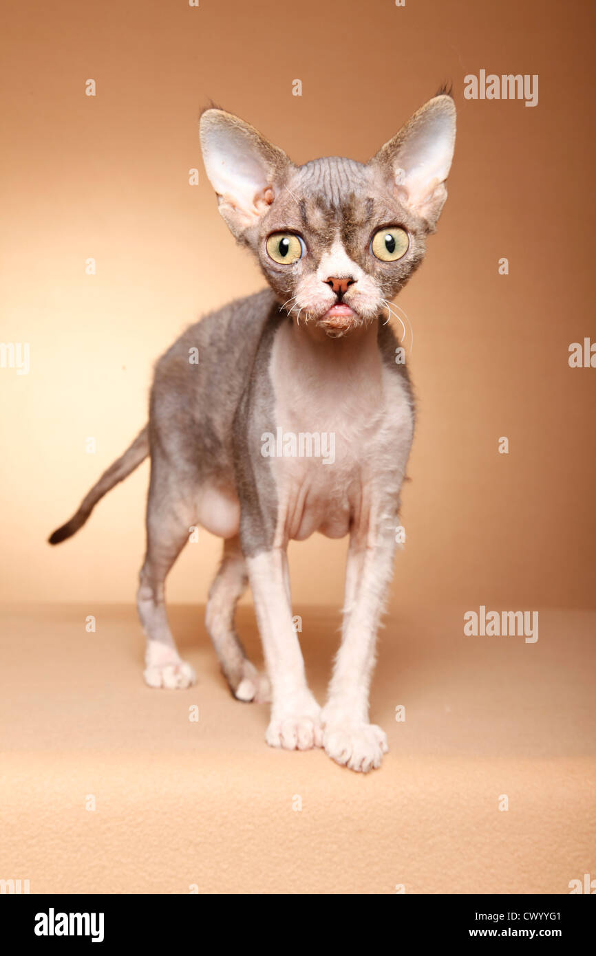 Devon rex cat standing hi-res stock photography and images - Alamy