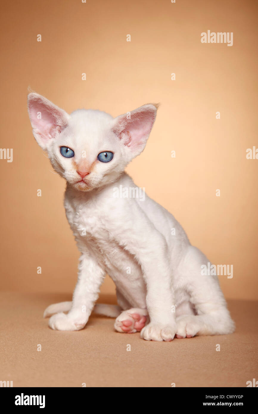 Devon Rex kitten Stock Photo - Alamy