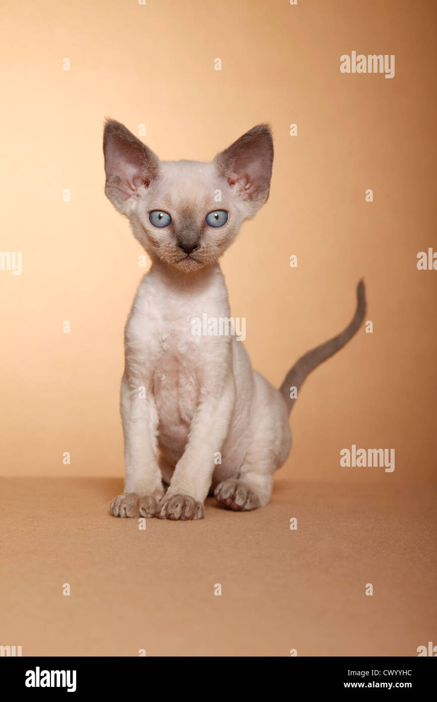 Devon Rex kitten Stock Photo - Alamy