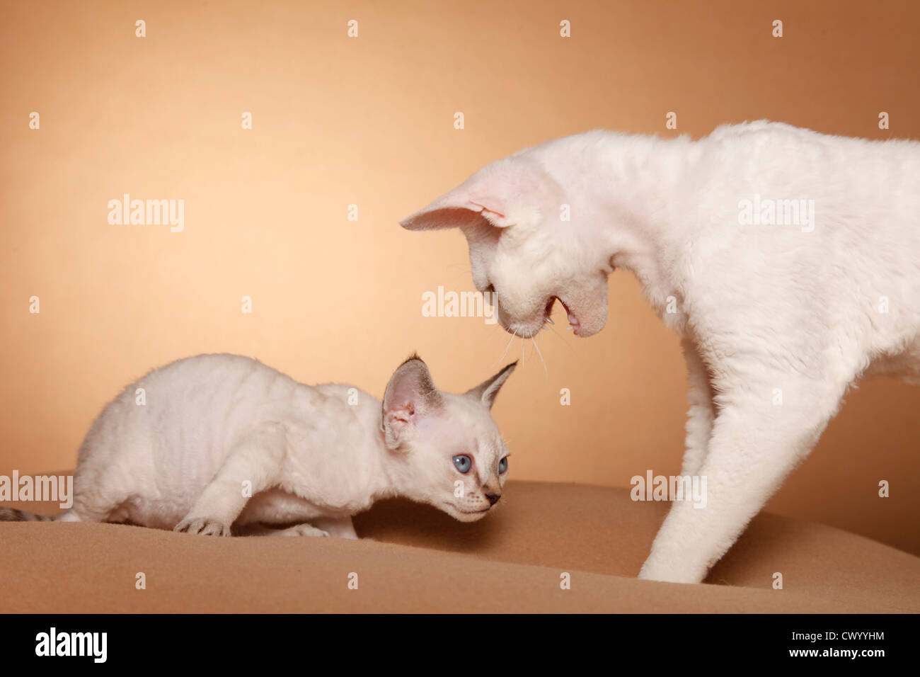 Devon Rex kitten Stock Photo - Alamy