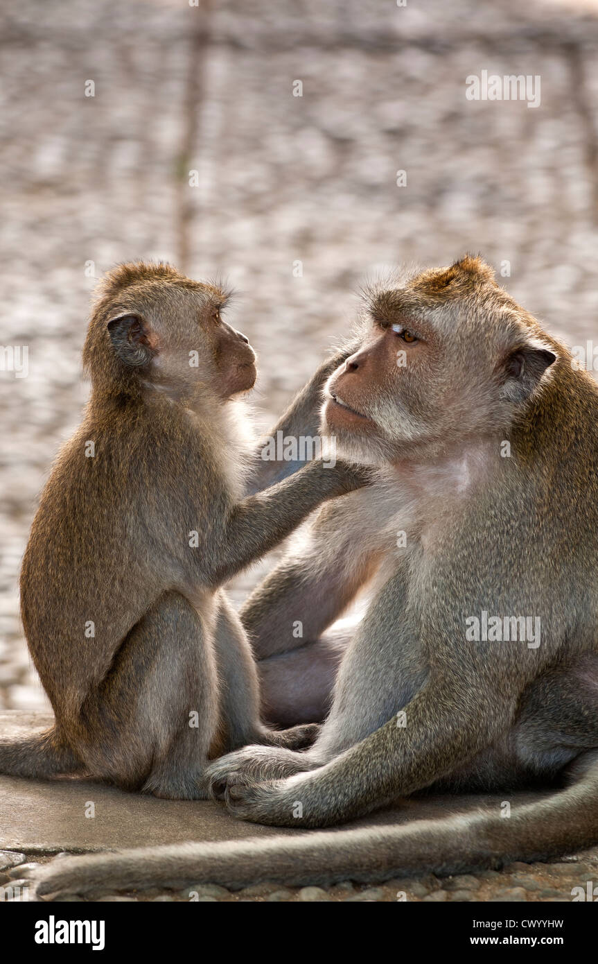 Macac hi-res stock photography and images - Alamy