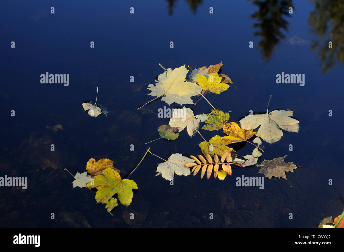 Autumn leaves floating on water of a lake Stock Photo - Alamy