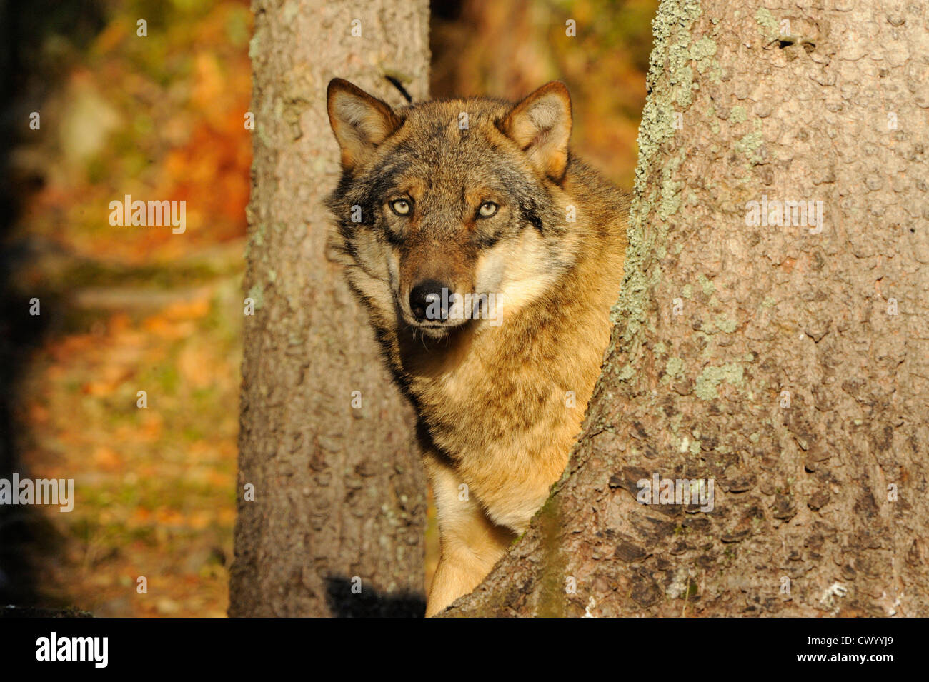 Eurasian Wolf (Canis lupus lupus), portrait Stock Photo - Alamy