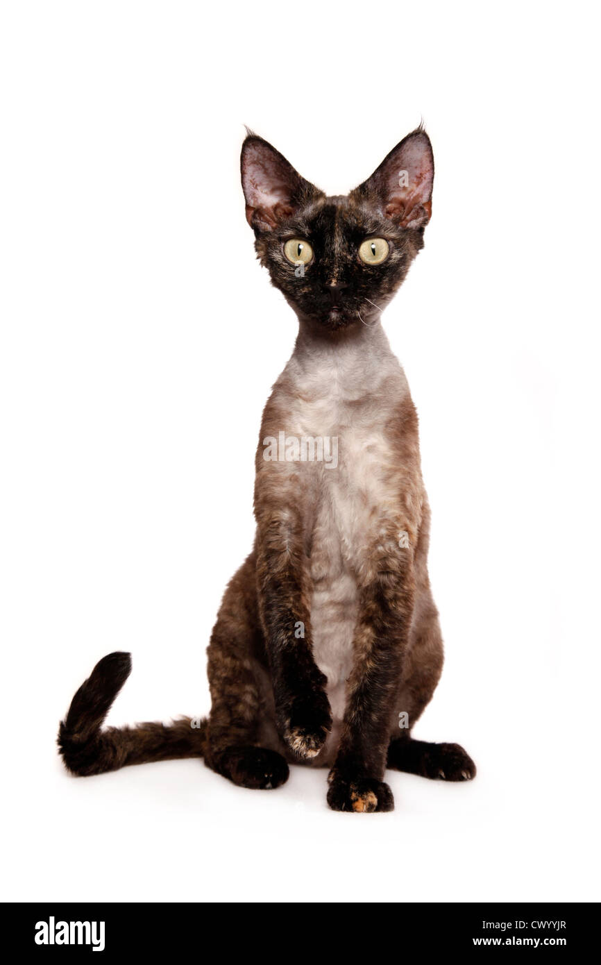 Black devon rex hi-res stock photography and images - Alamy