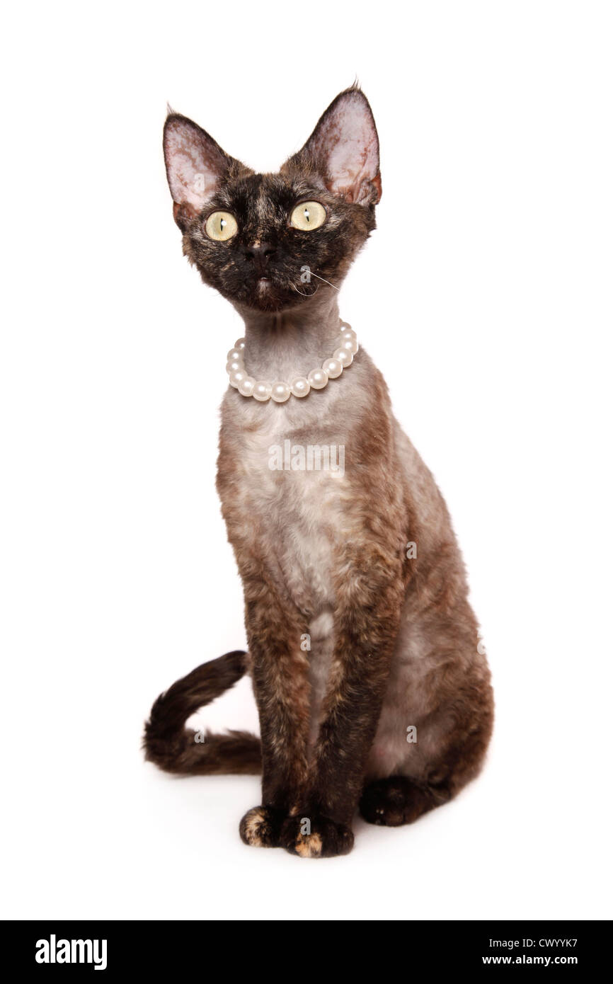 Black devon rex hi-res stock photography and images - Alamy