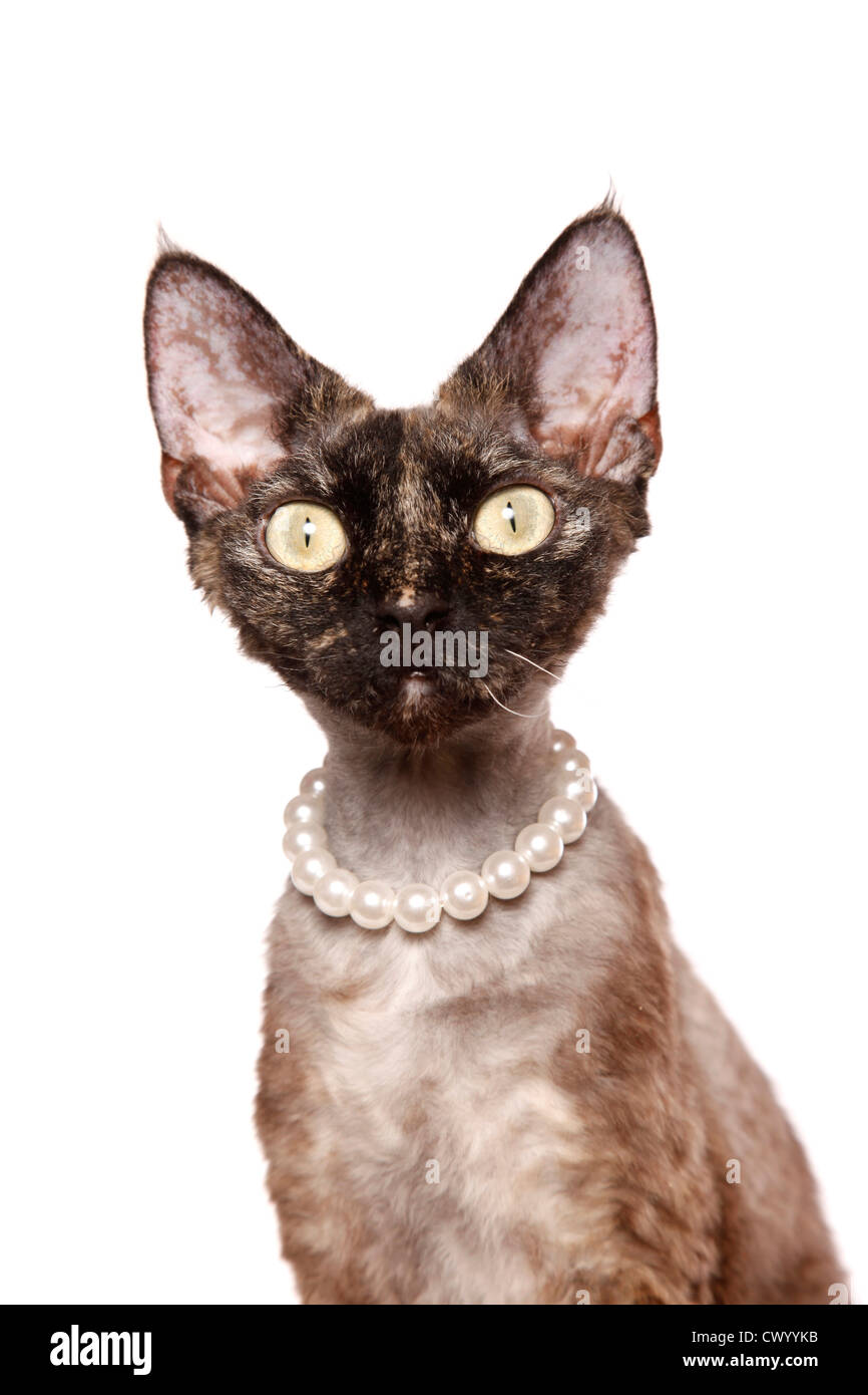 Black devon rex hi-res stock photography and images - Alamy