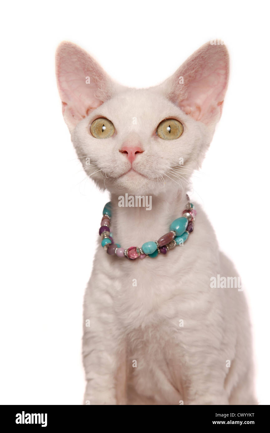 Devon Rex Portrait Stock Photo - Alamy