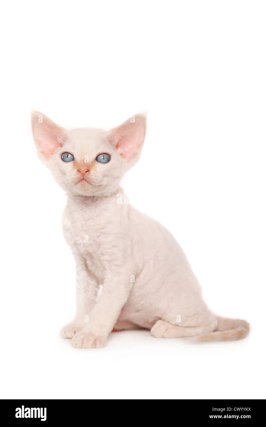 Devon Rex kitten Stock Photo - Alamy