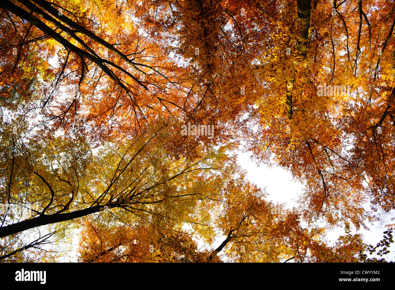Beeches in autumn Stock Photo - Alamy