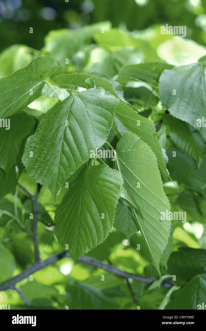 American basswood tree hi-res stock photography and images - Alamy