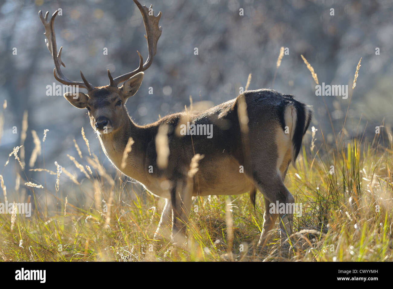 Fallow deer (Dama dama) standing on meadow Stock Photo - Alamy