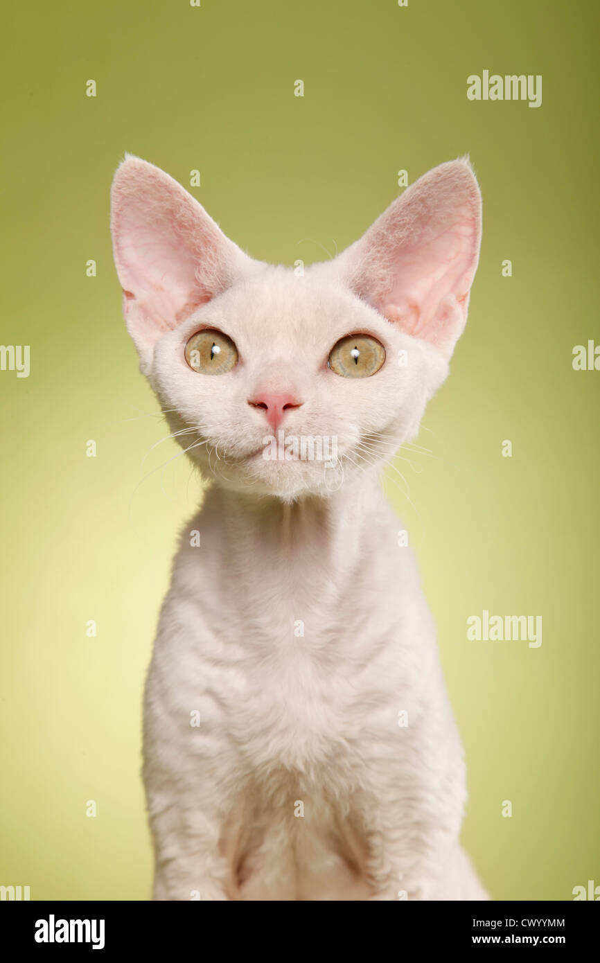 Devon Rex Portrait Stock Photo - Alamy