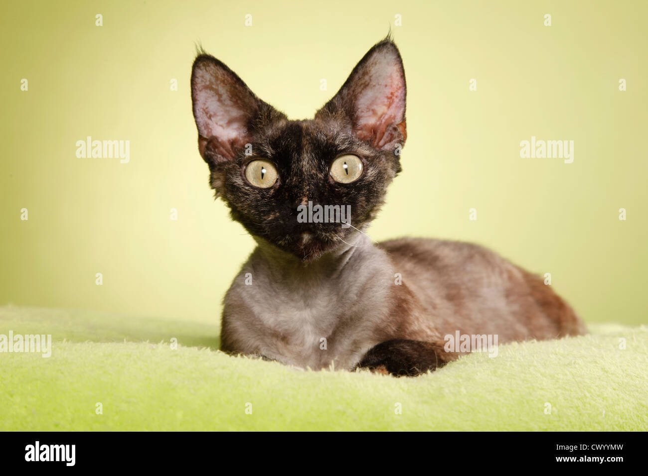 Devon rex hi-res stock photography and images - Alamy