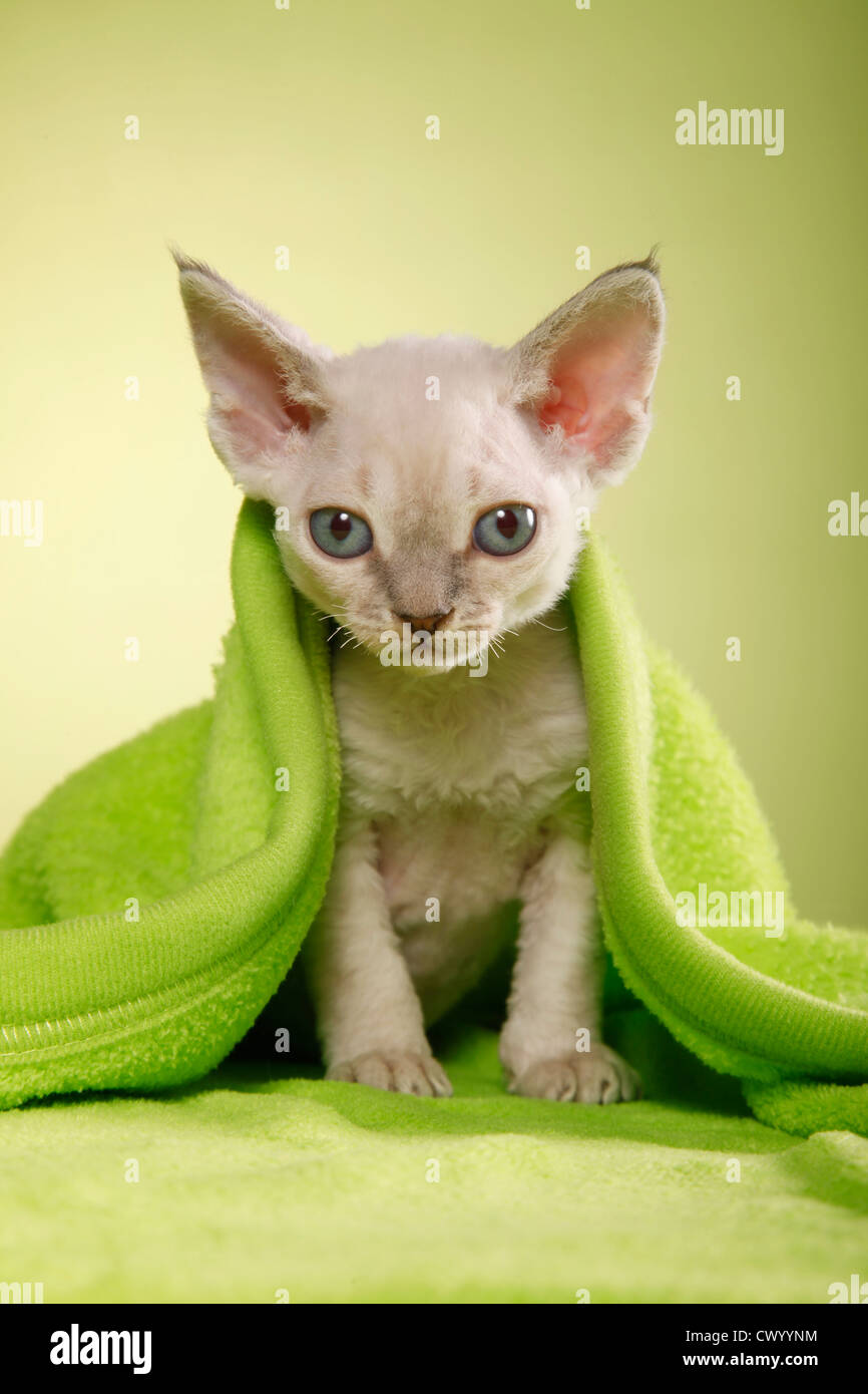 Devon rex cat kitten hi-res stock photography and images - Alamy