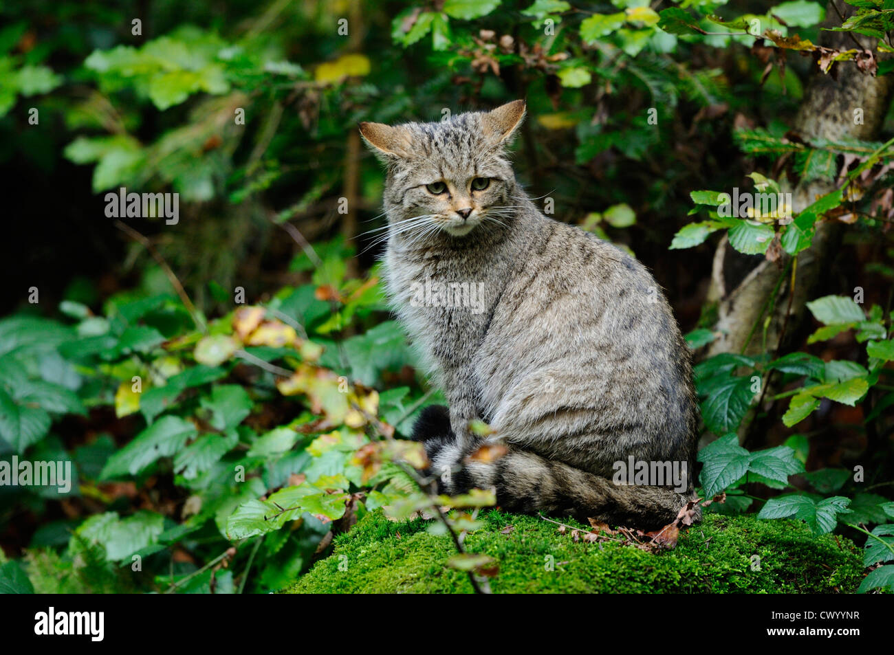 Wildcat (Felis silvestris) sitting Stock Photo - Alamy