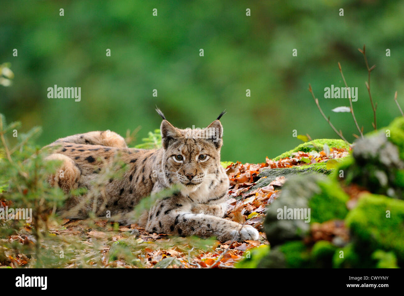 Lynx (Lynx lynx) lying Stock Photo - Alamy