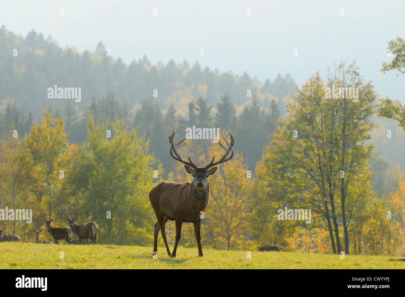 Red deer cervus elaphus pride wildlife hi-res stock photography and ...