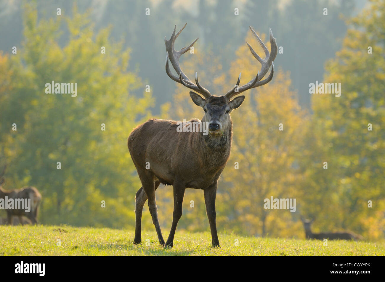 Red deer (Cervus elaphus) standing on meadow Stock Photo - Alamy