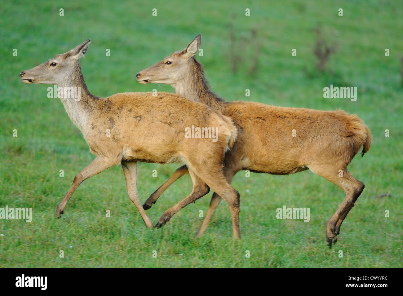 Two running deer hi-res stock photography and images - Alamy