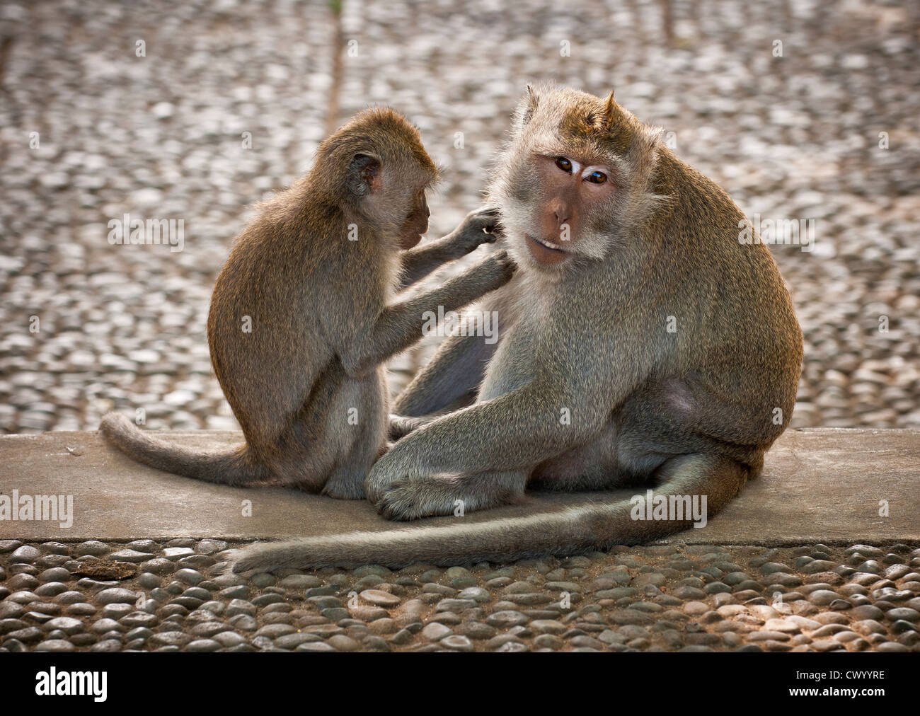 Macac hi-res stock photography and images - Alamy