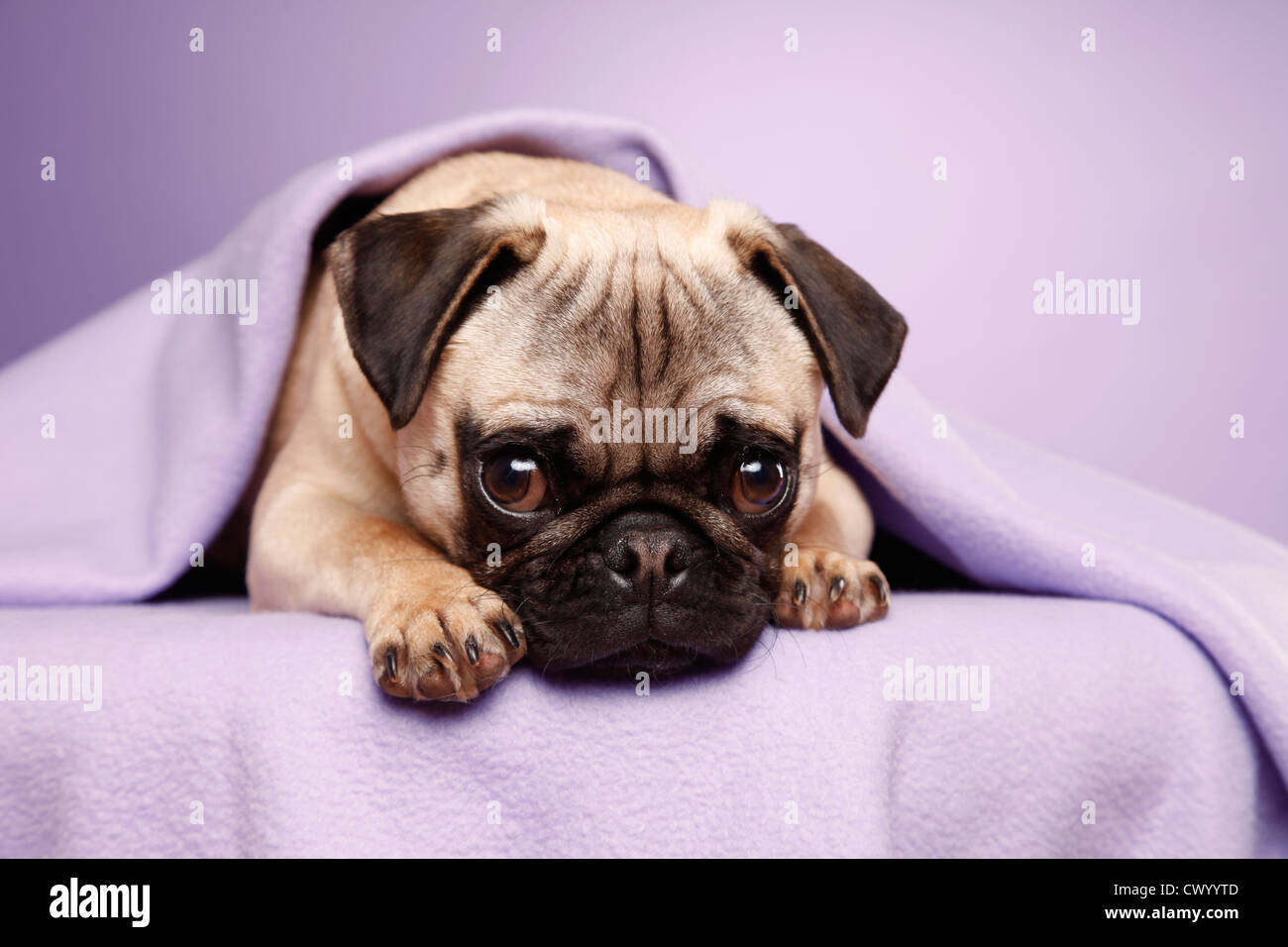Tired pugs hi-res stock photography and images - Alamy