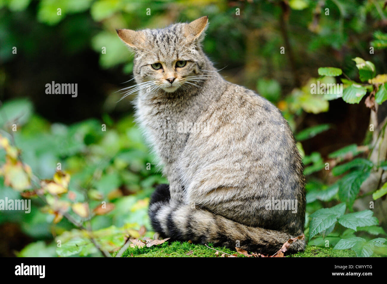 Wildcat (Felis silvestris) sitting Stock Photo - Alamy