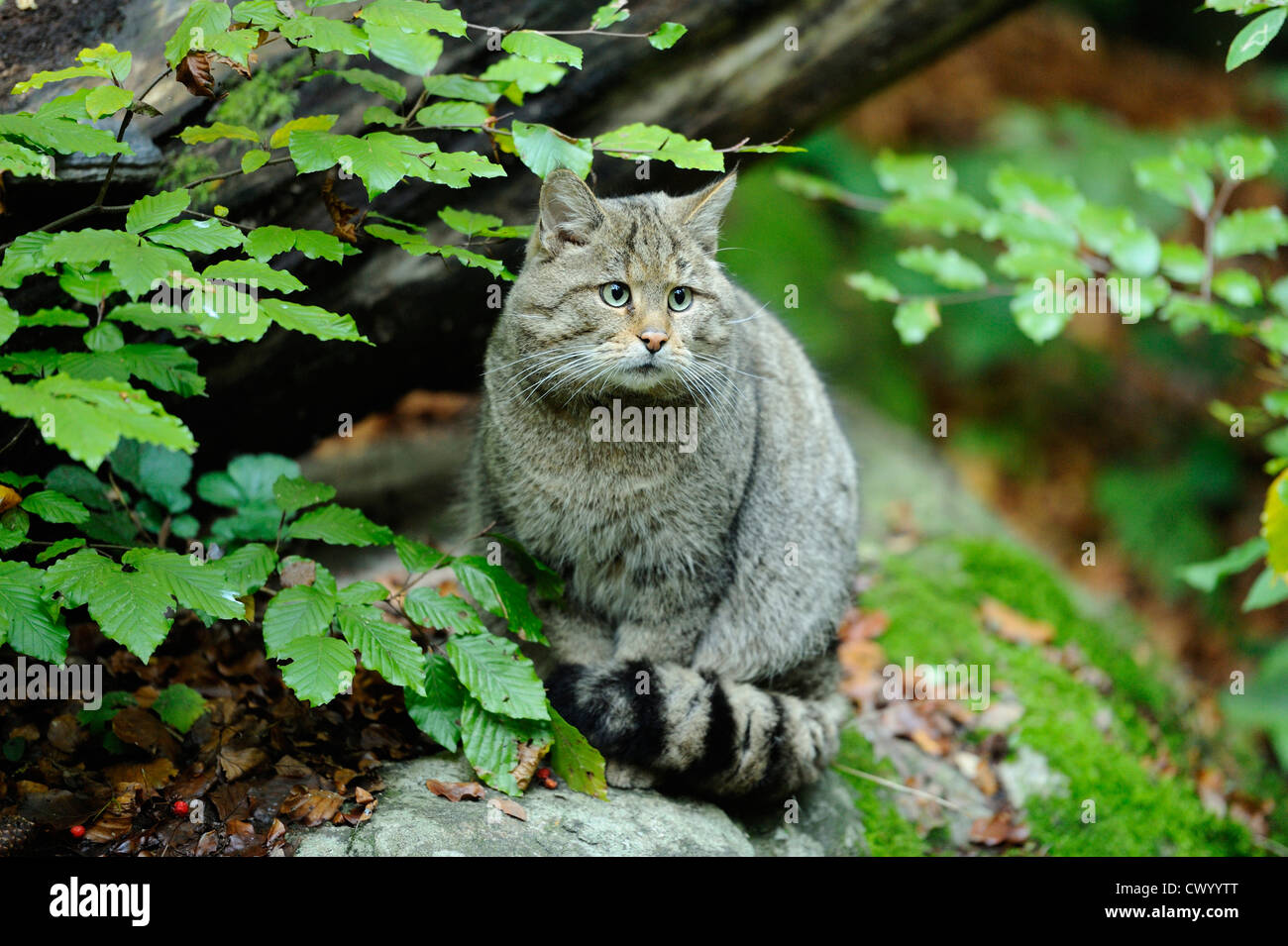 Wildcat (Felis silvestris) sitting Stock Photo - Alamy