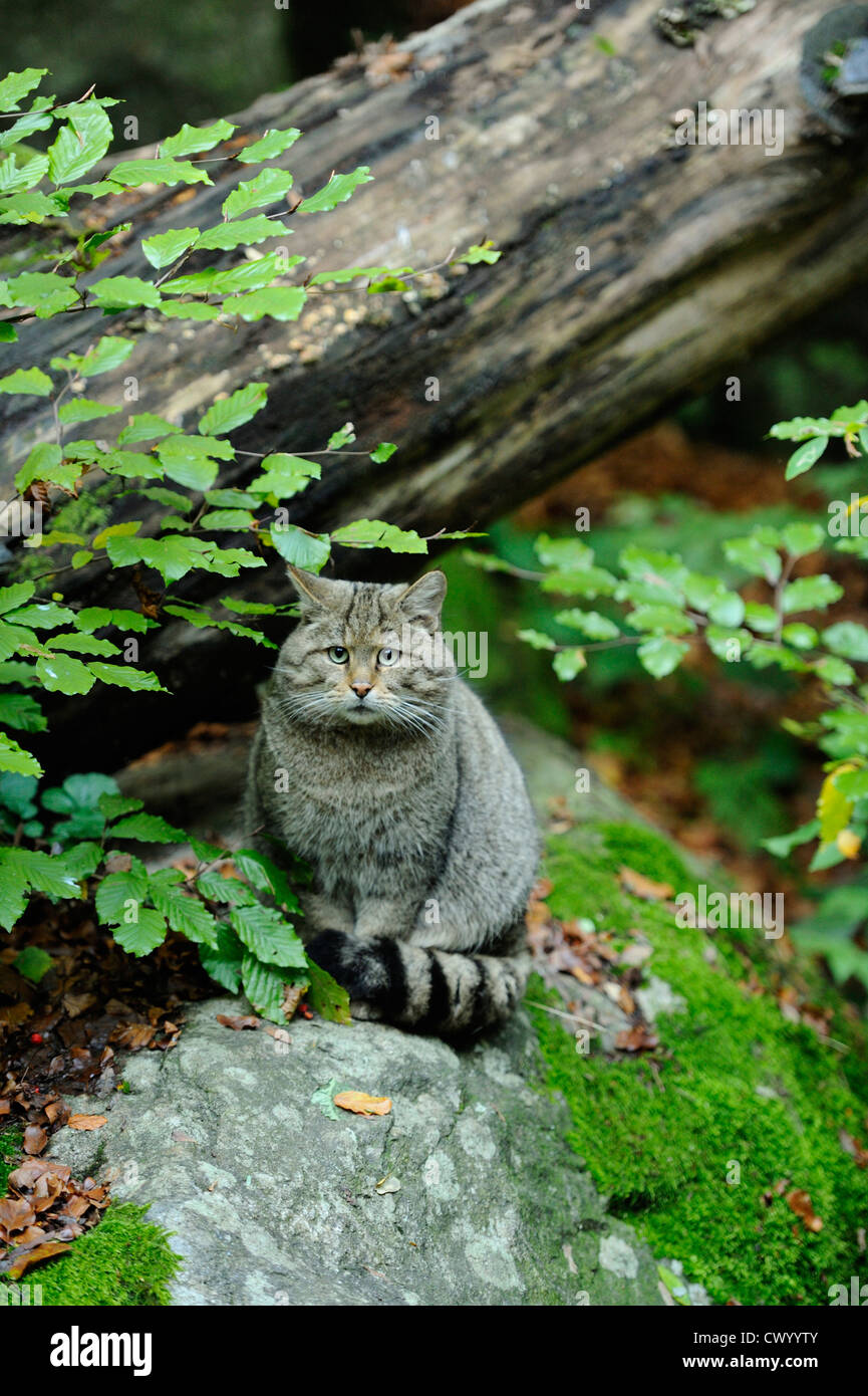 Wildcat (Felis silvestris) sitting Stock Photo - Alamy