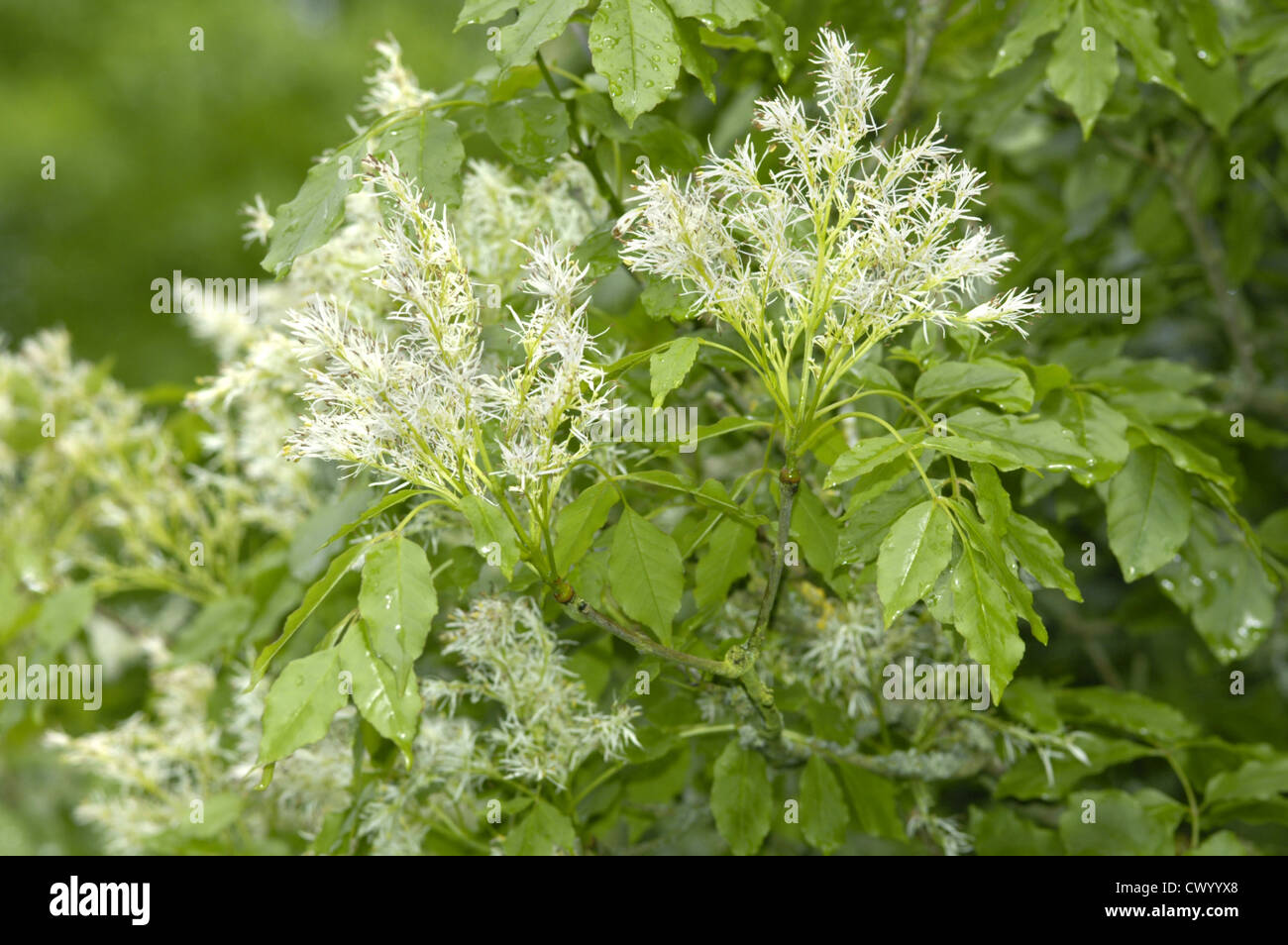 Manna ash (fraxinus ornus) hi-res stock photography and images - Alamy