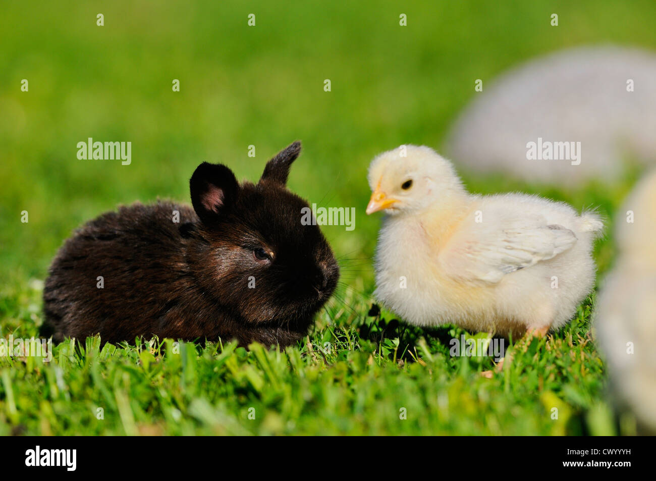 Fledgling economy hi-res stock photography and images - Alamy