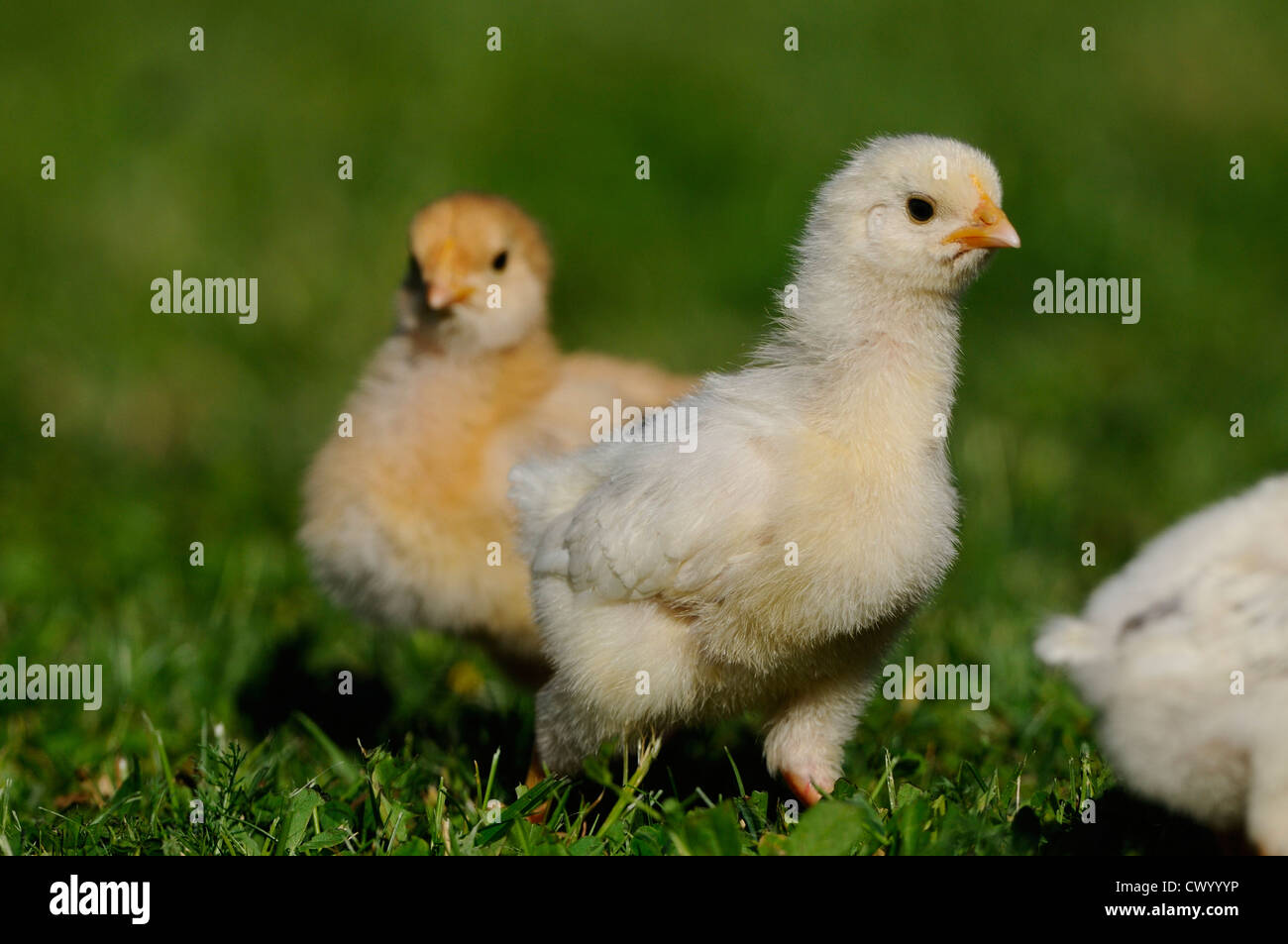 Three chicks in grass Stock Photo - Alamy