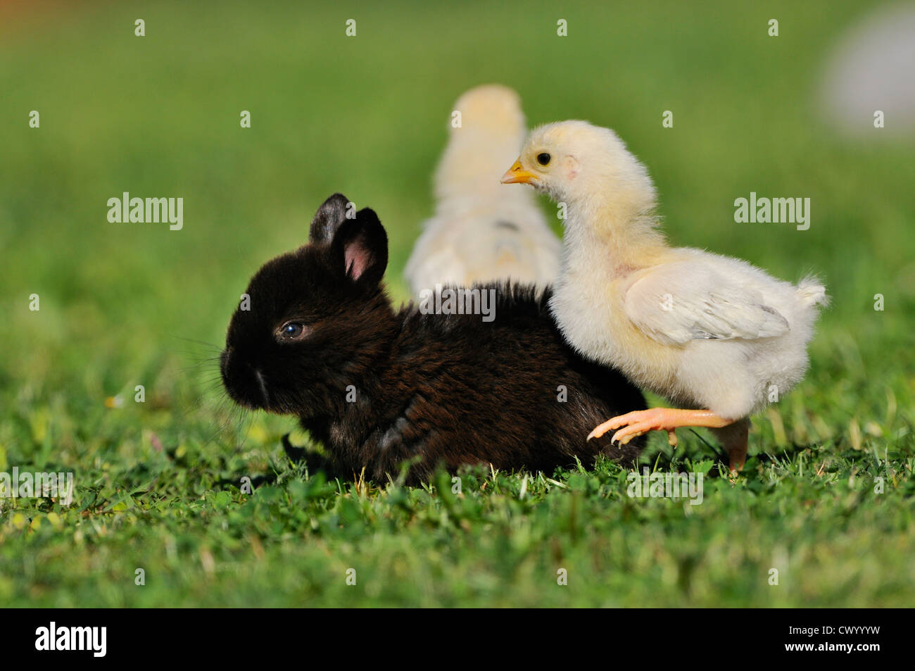 Young rabbit and chicks in grass Stock Photo - Alamy