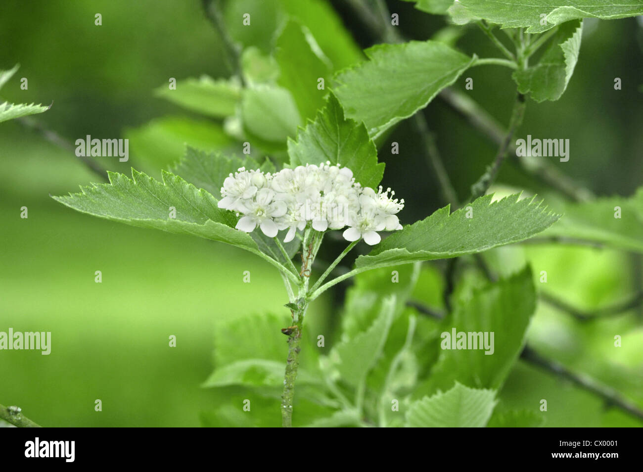 Sorbus subsimilis (Rosaceae Stock Photo - Alamy
