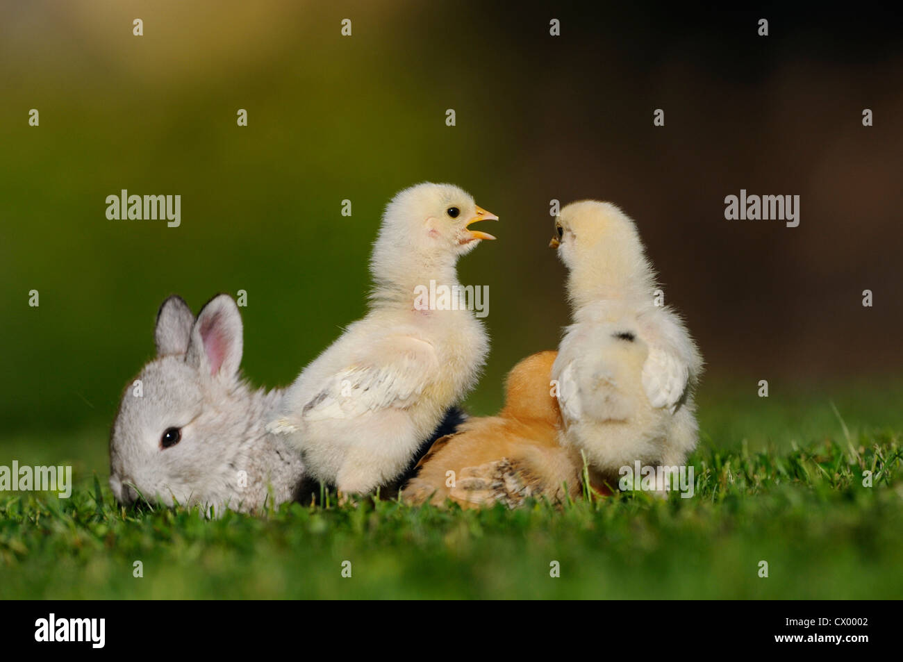 Young rabbit and chicks in grass Stock Photo - Alamy