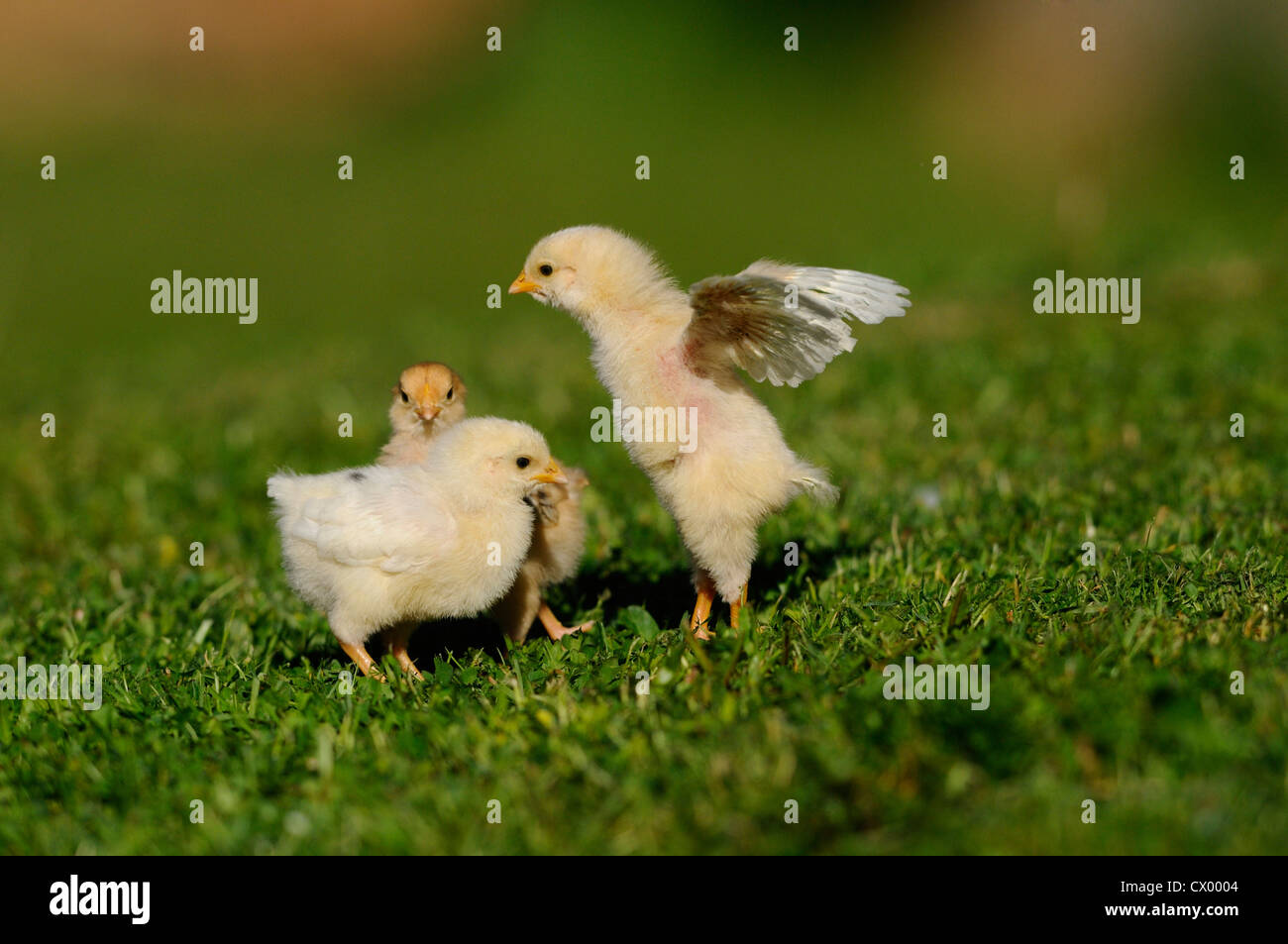 Three chicks in grass Stock Photo - Alamy