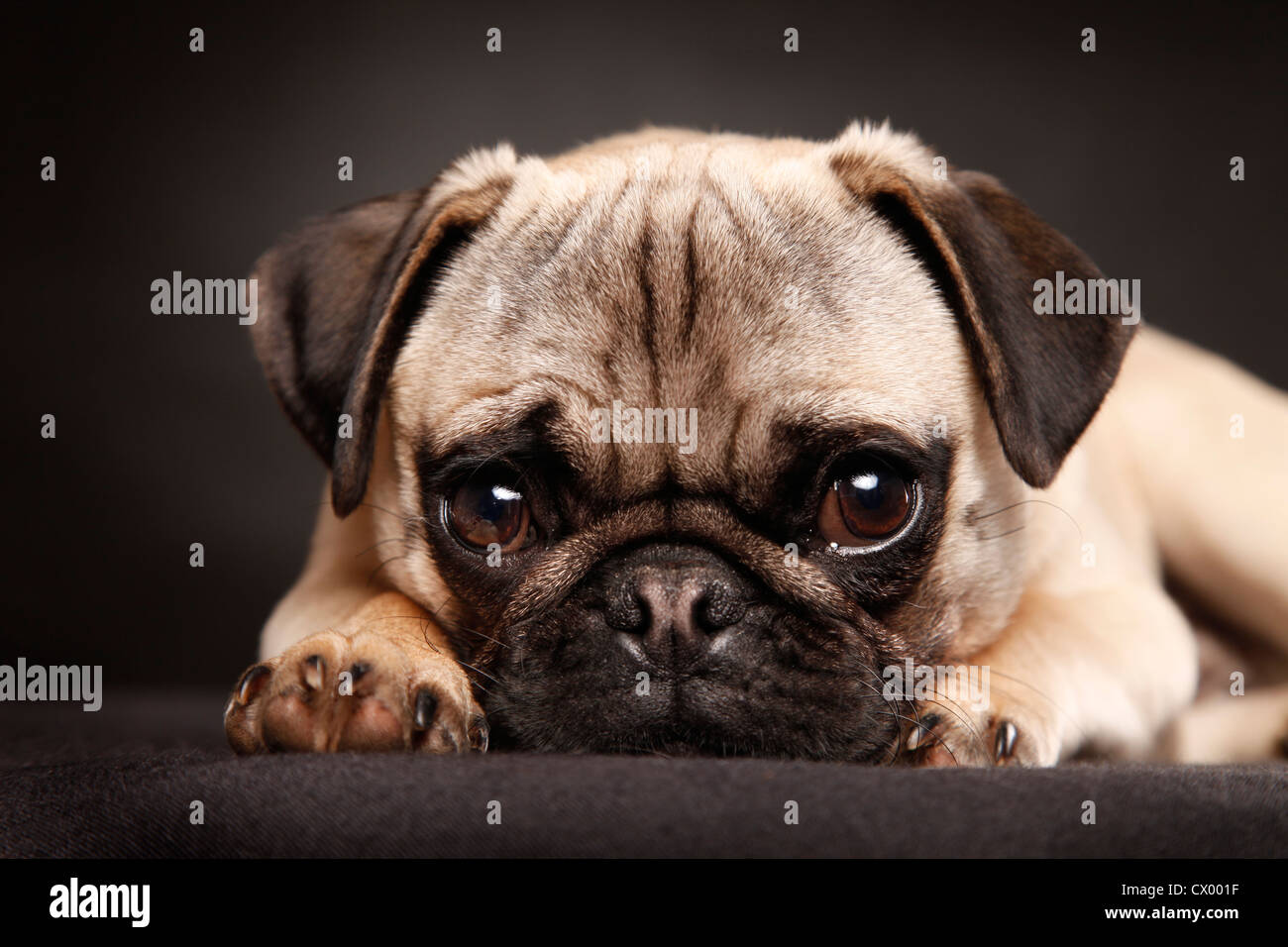 Tired pugs hi-res stock photography and images - Alamy