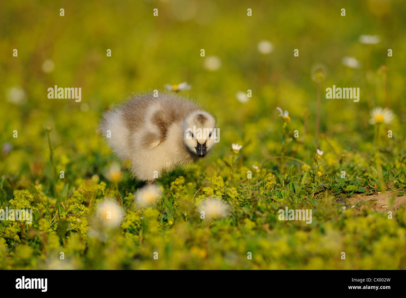 Barnacle gosling (Branta leucopsis) in grass Stock Photo - Alamy