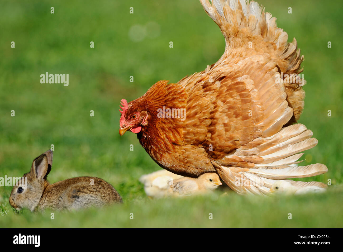 Young rabbit and hen with chick in grass Stock Photo - Alamy