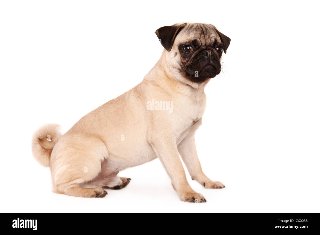 Beige pug Cut Out Stock Images & Pictures - Alamy