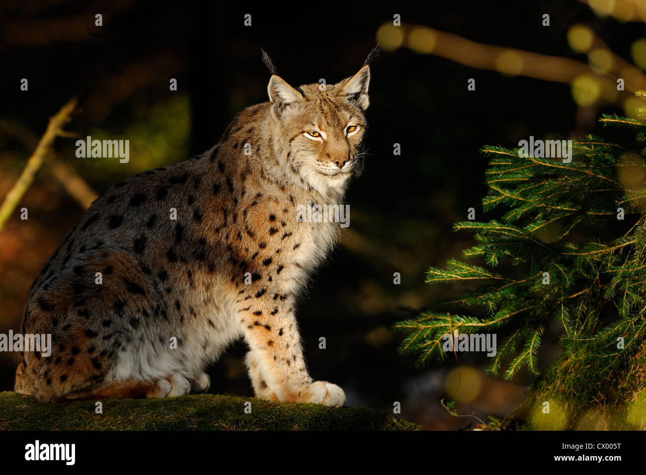 Lynx (Lynx lynx) sitting Stock Photo - Alamy