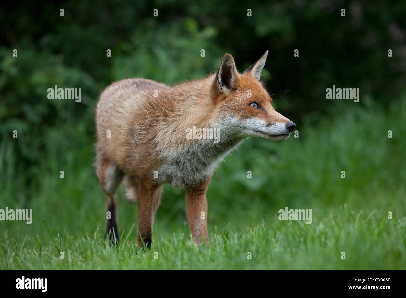 Red Fox Vulpes Vulpes standing poised on open grassland Stock Photo - Alamy