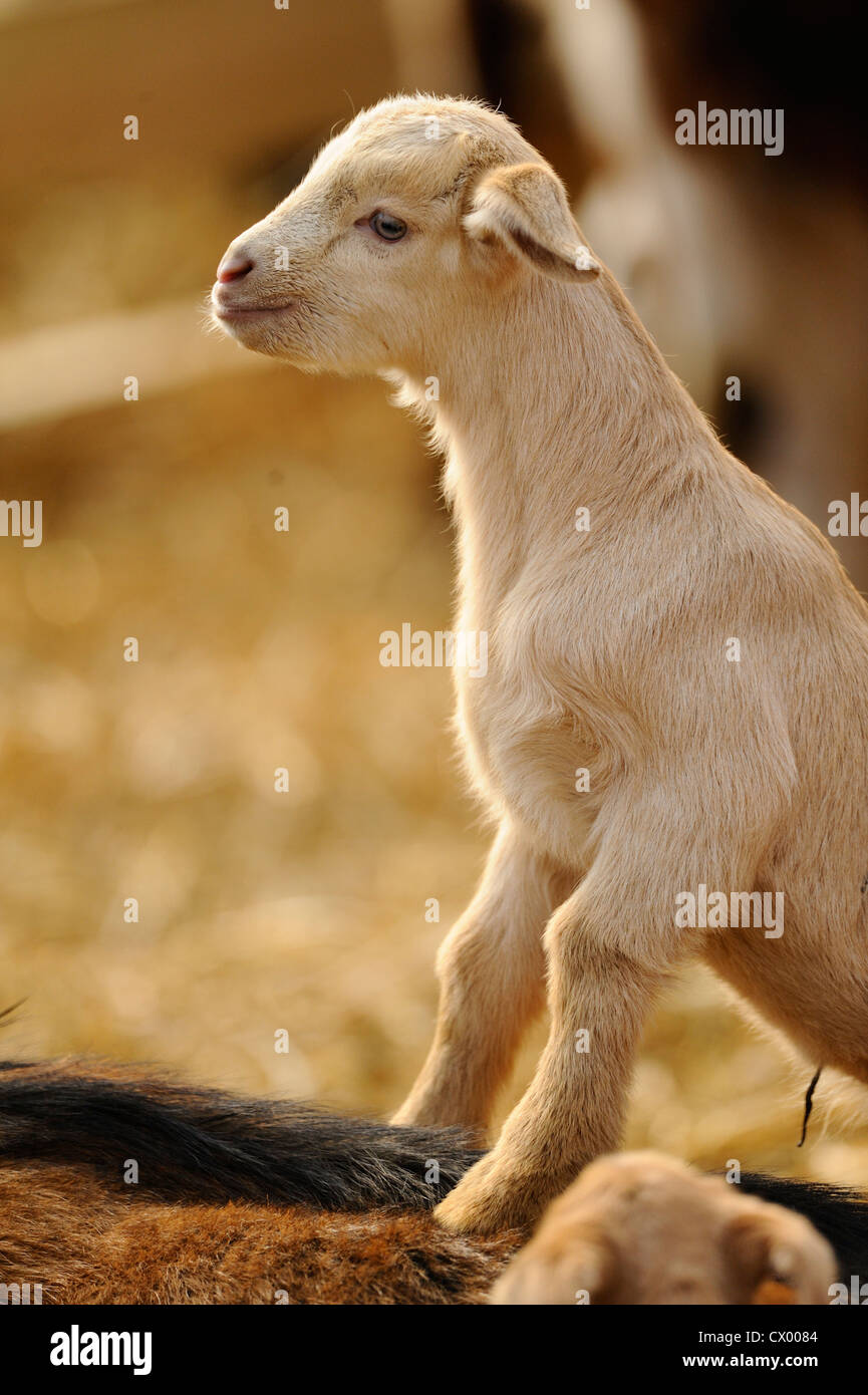 Young goat standing Stock Photo - Alamy