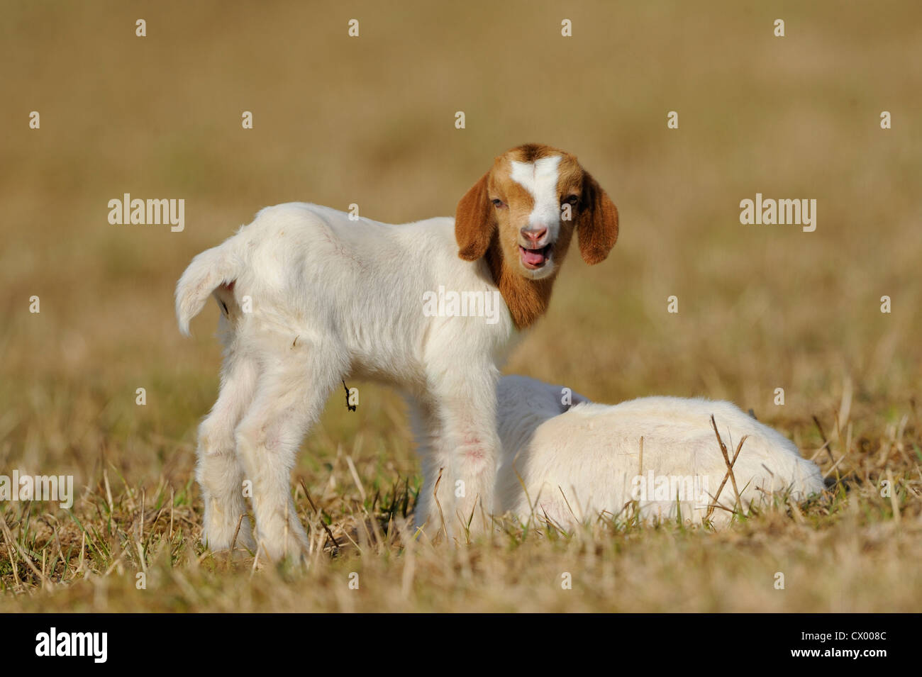 Two Reclining Goats High Resolution Stock Photography and Images - Alamy