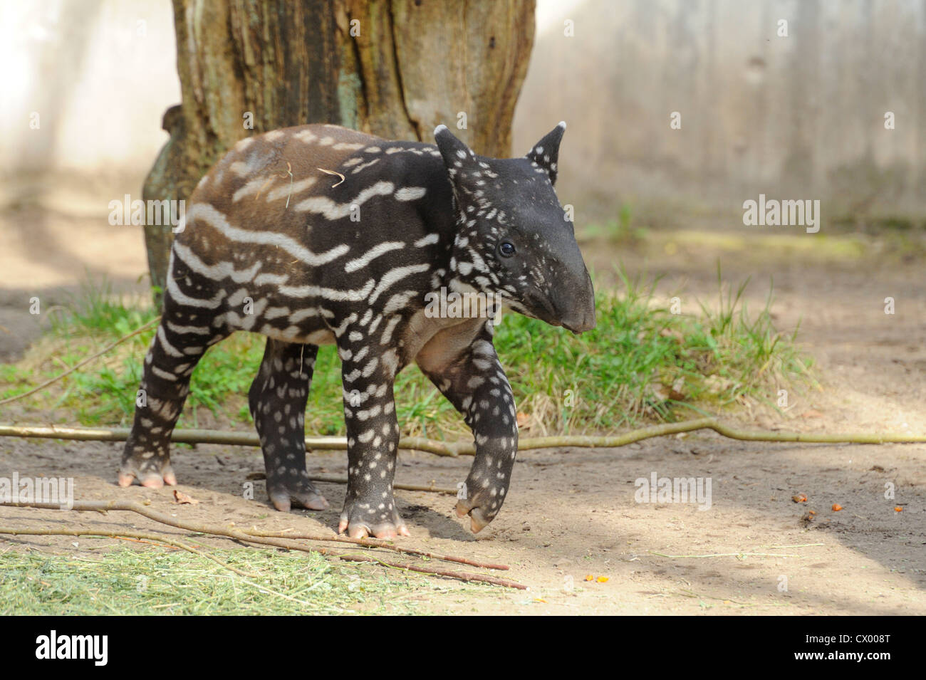 Young Malayan tapir (Tapirus indicus Stock Photo - Alamy