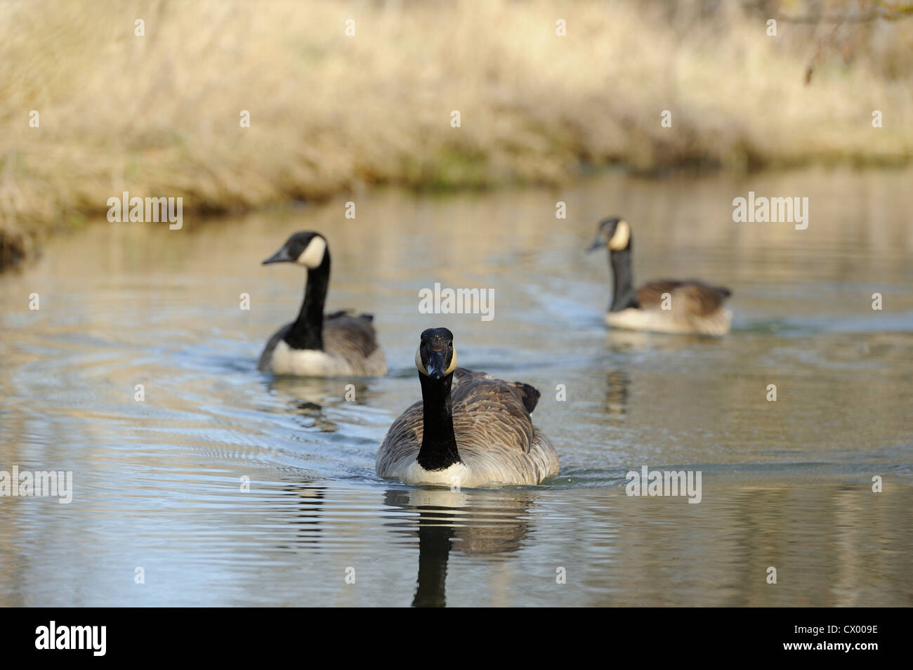 Three Canada Geese (Branta canadensis) floating on water Stock Photo ...