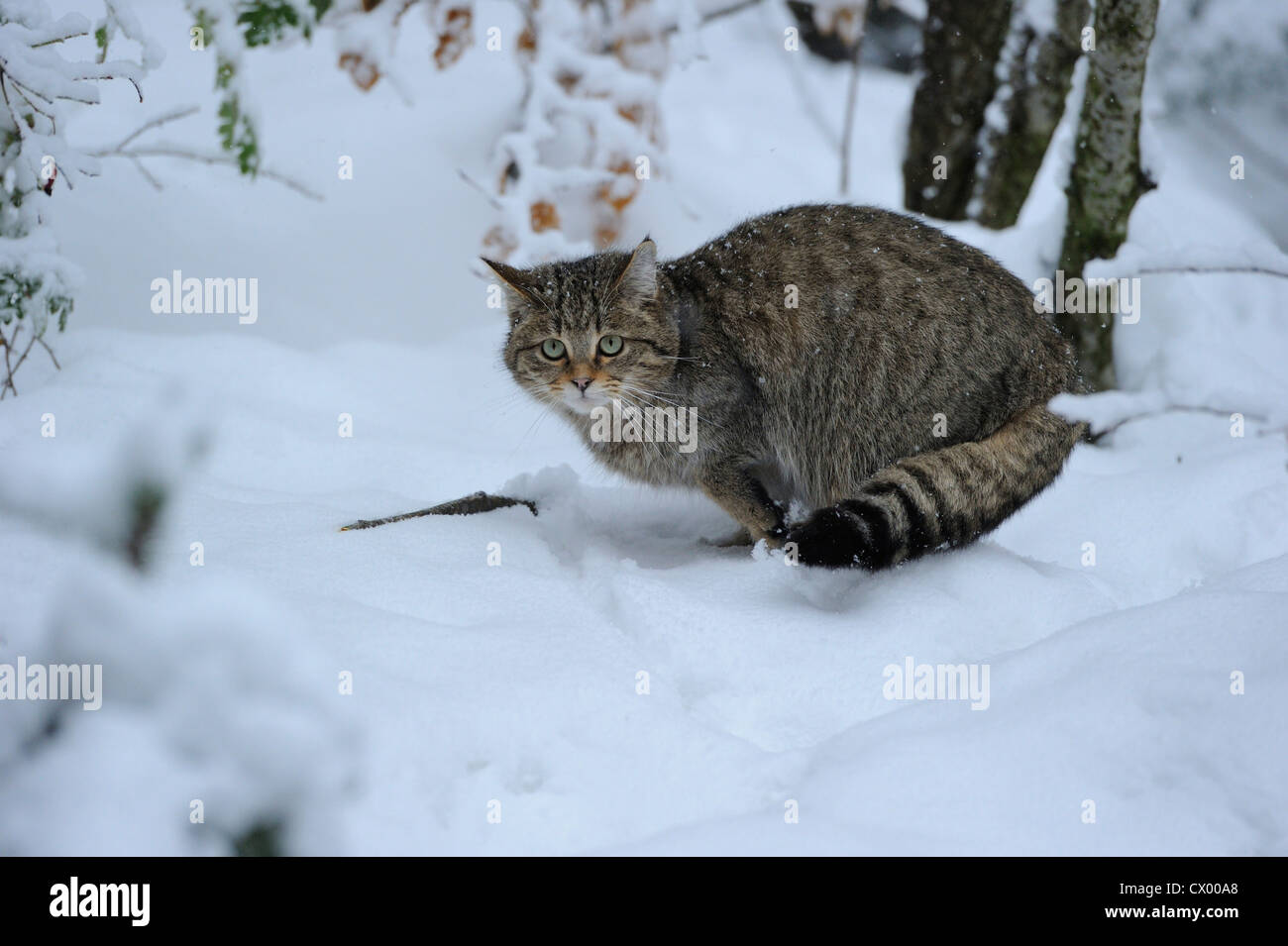 Wildcat (Felis silvestris) in snow Stock Photo - Alamy