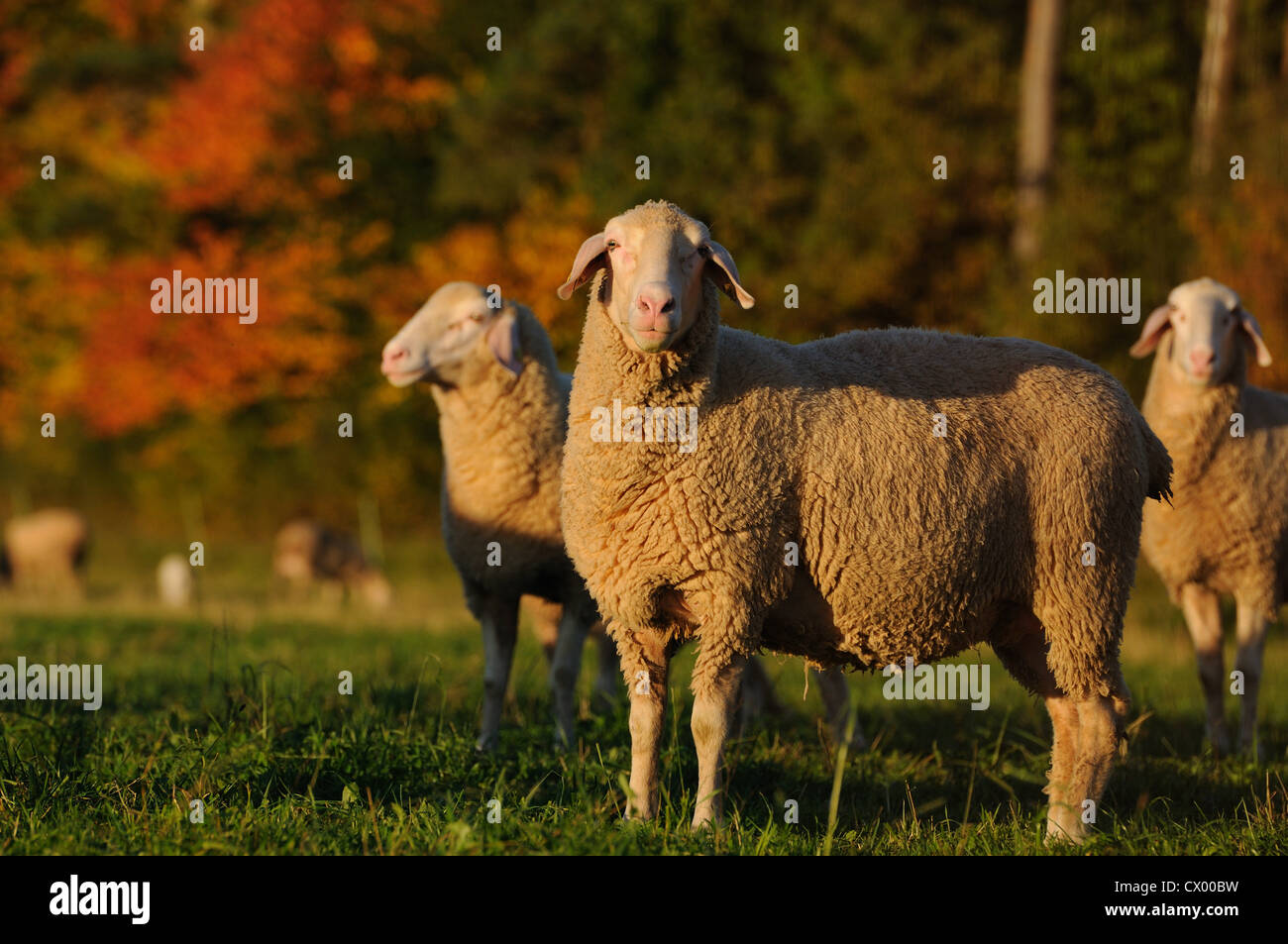 Standing foreground sheep hi-res stock photography and images - Alamy
