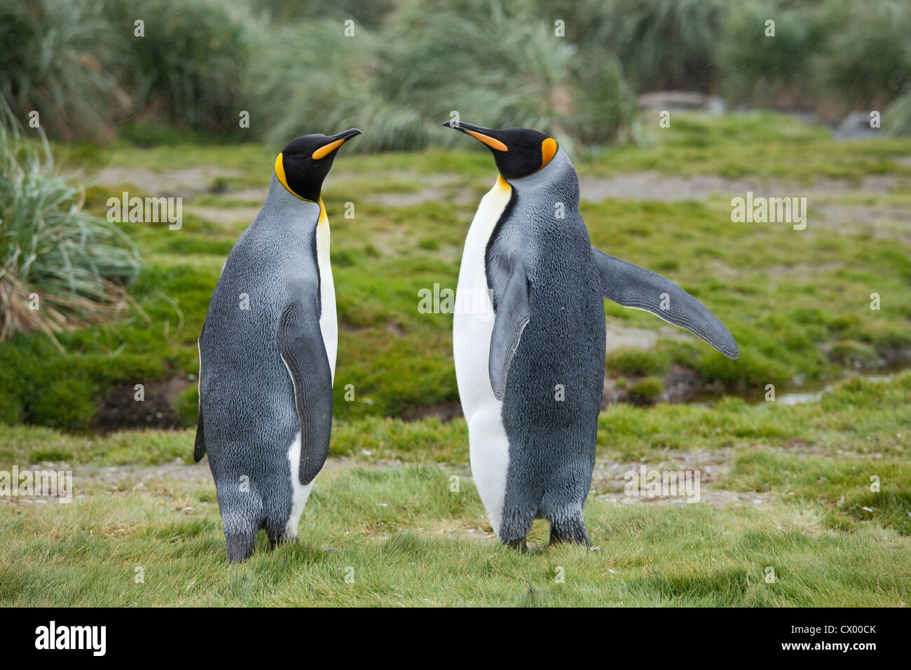King Penguin (Aptenodytes patagonicus patagonicus) adults near ...