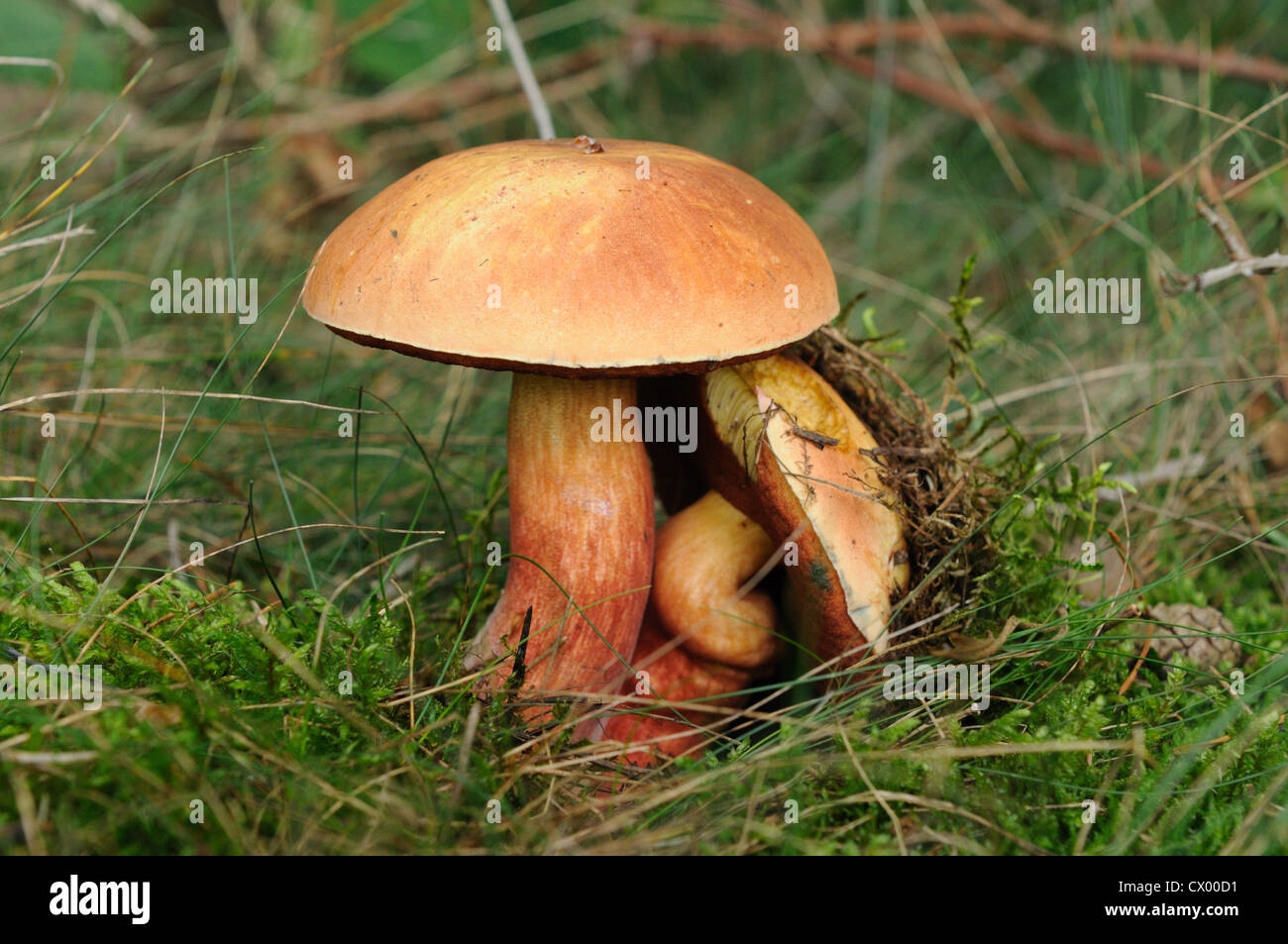 Deceiving hi-res stock photography and images - Alamy